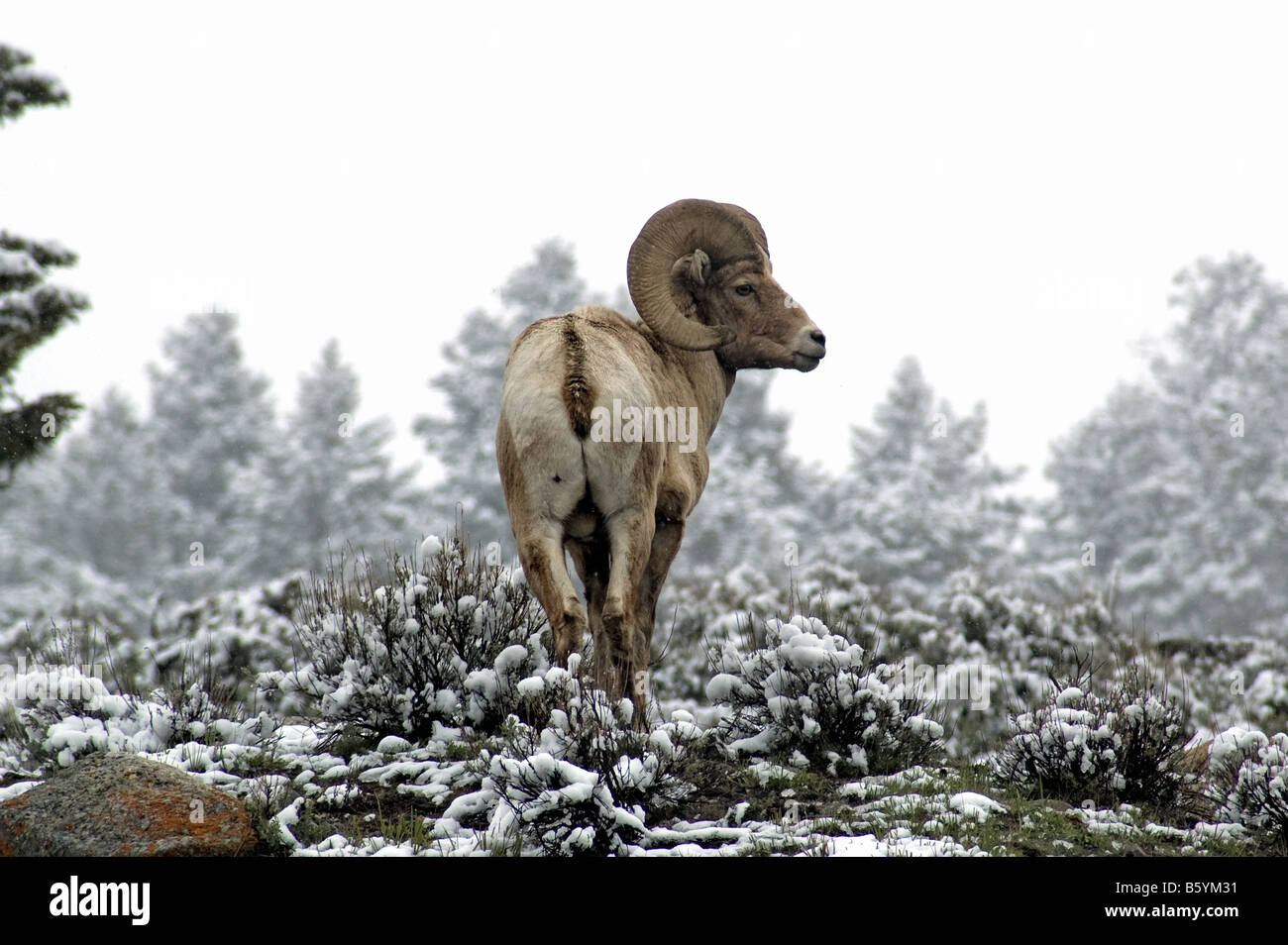 A bighorn sheep, Ovis canadensis, offers a rear end view and a handsome ...