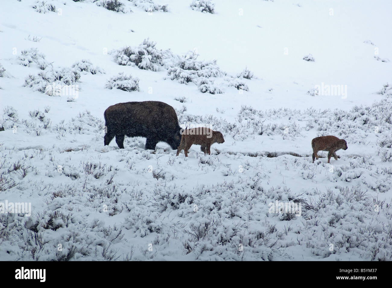 Buffalo in yellowstone park hi-res stock photography and images - Alamy