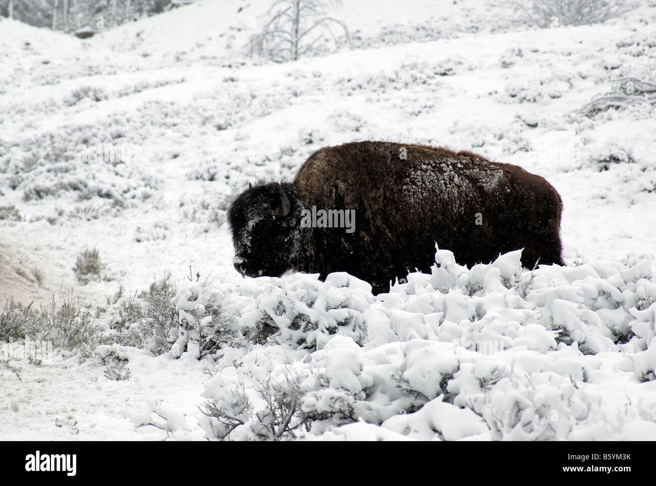 Yellowstone national park bison hi-res stock photography and images - Alamy