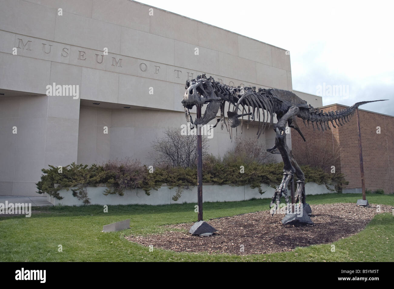 Tyrannosaurus Rex bronze statue known as Big Mike standing outside the ...