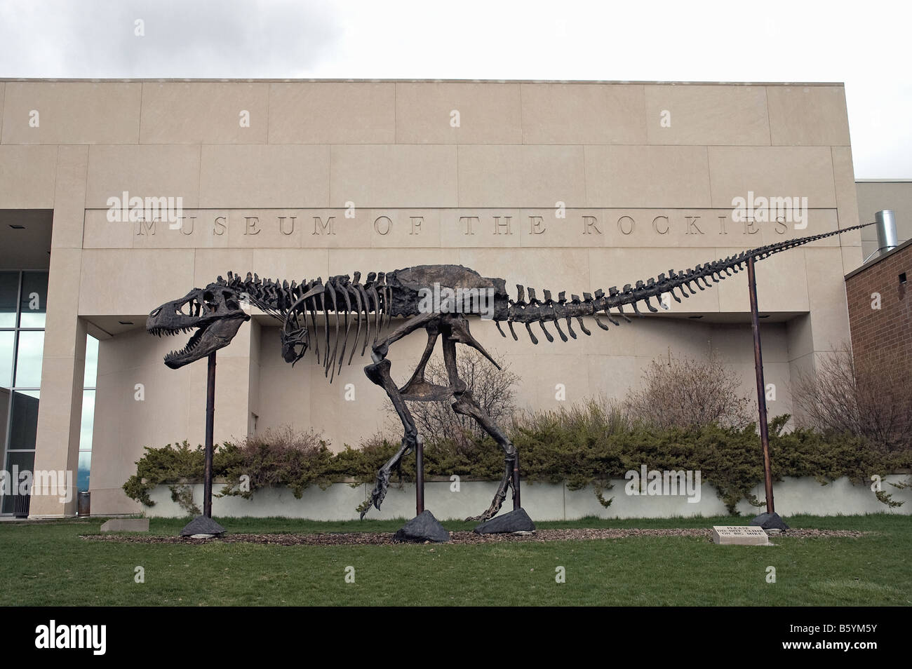 Tyrannosaurus Rex bronze statue known as Big Mike standing outside the ...