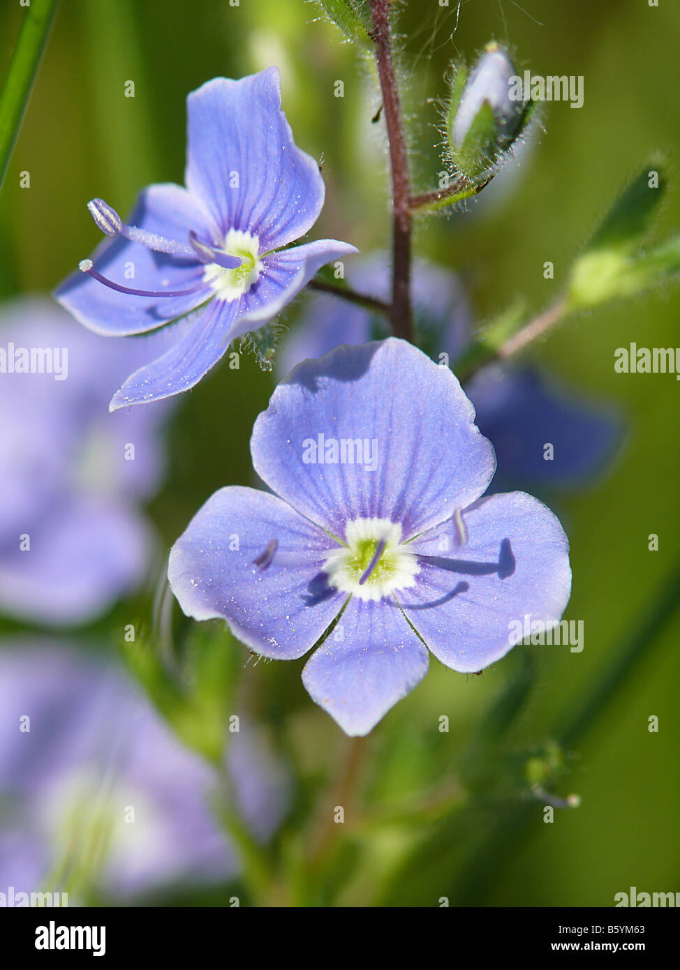 Tiny yards hi-res stock photography and images - Alamy