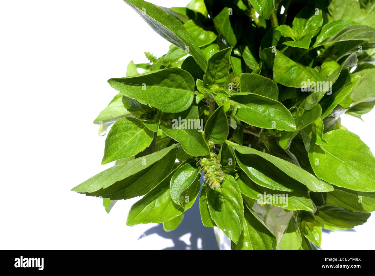 Fresh leaves of basil Stock Photo - Alamy