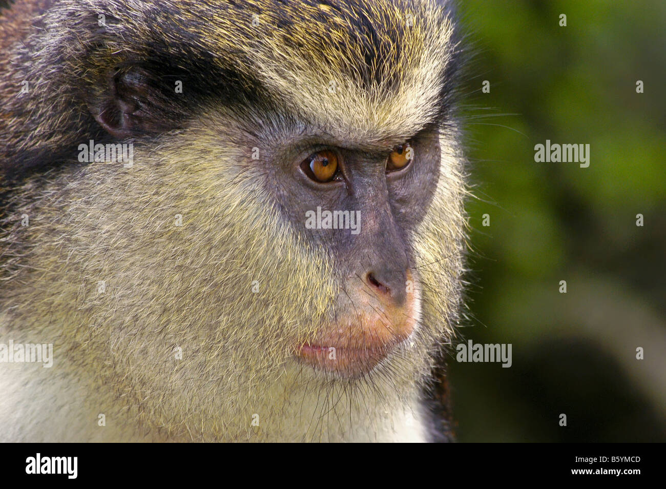 Grenada Mona Monkey portrait closeup face eyes nature detail Grenada ...