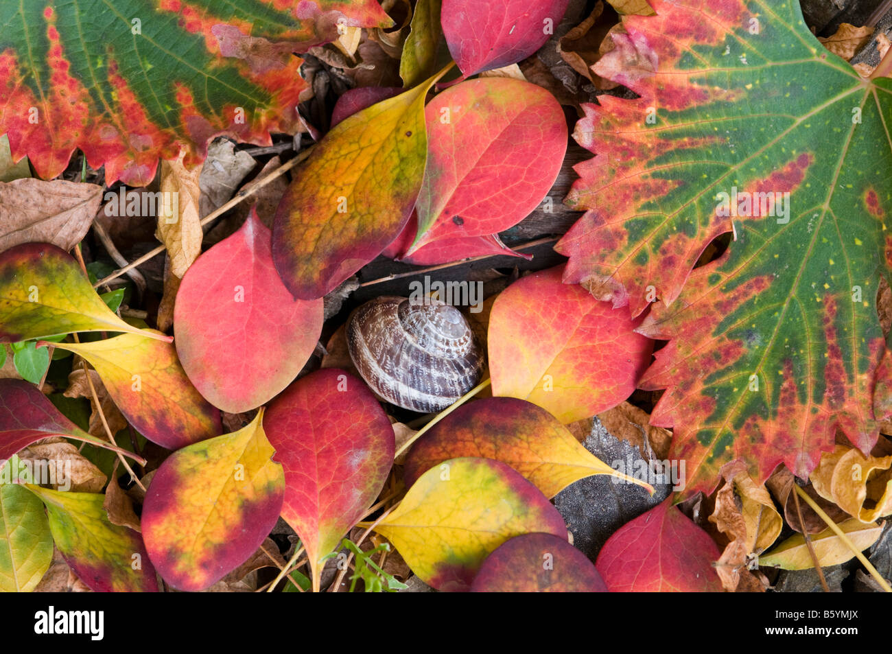 Colorful autumn foliage Stock Photo - Alamy