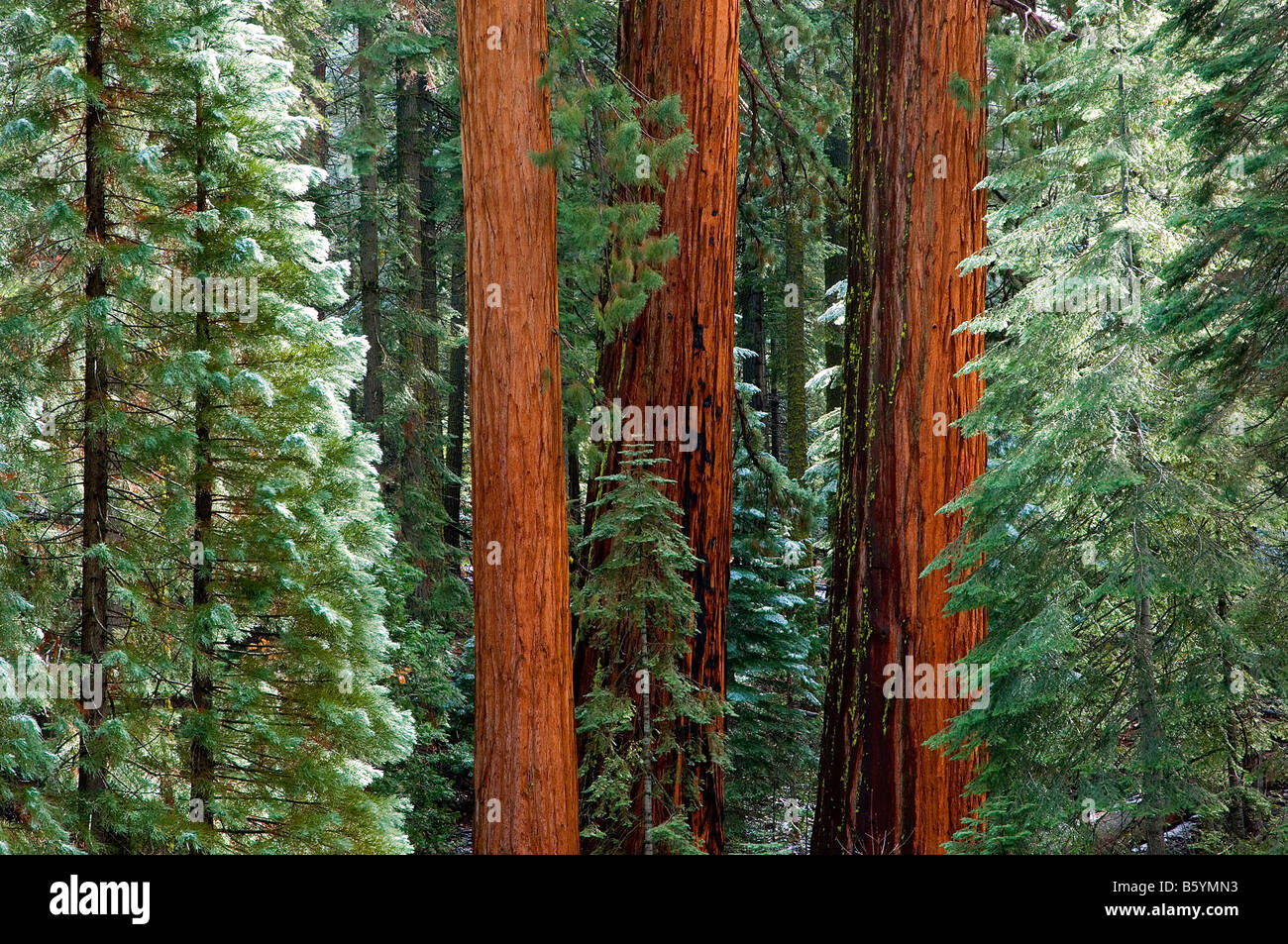 Ecosystem sequoia hi-res stock photography and images - Alamy