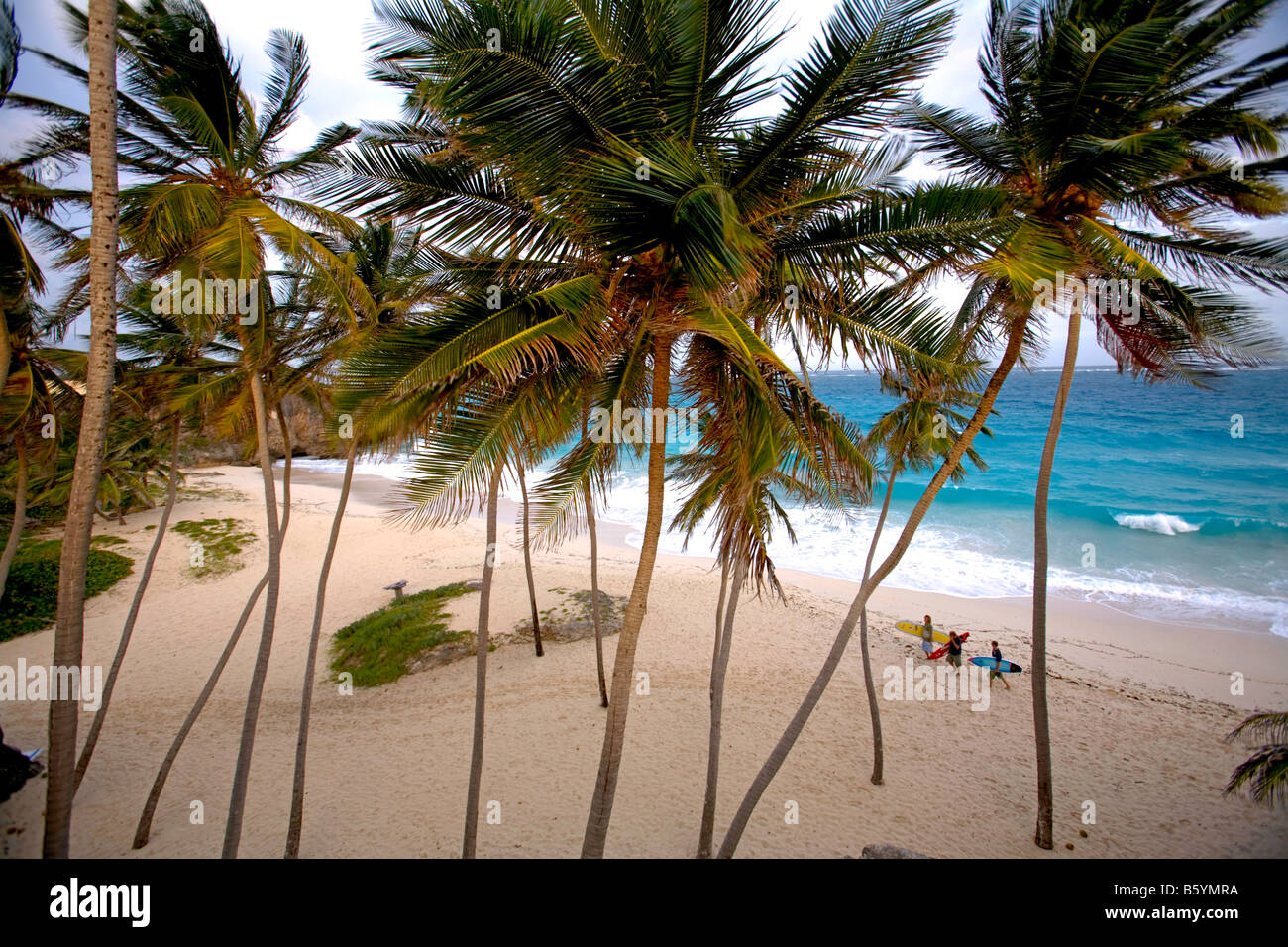 Barbados, Coconut Palms, Surfers Stock Photo - Alamy