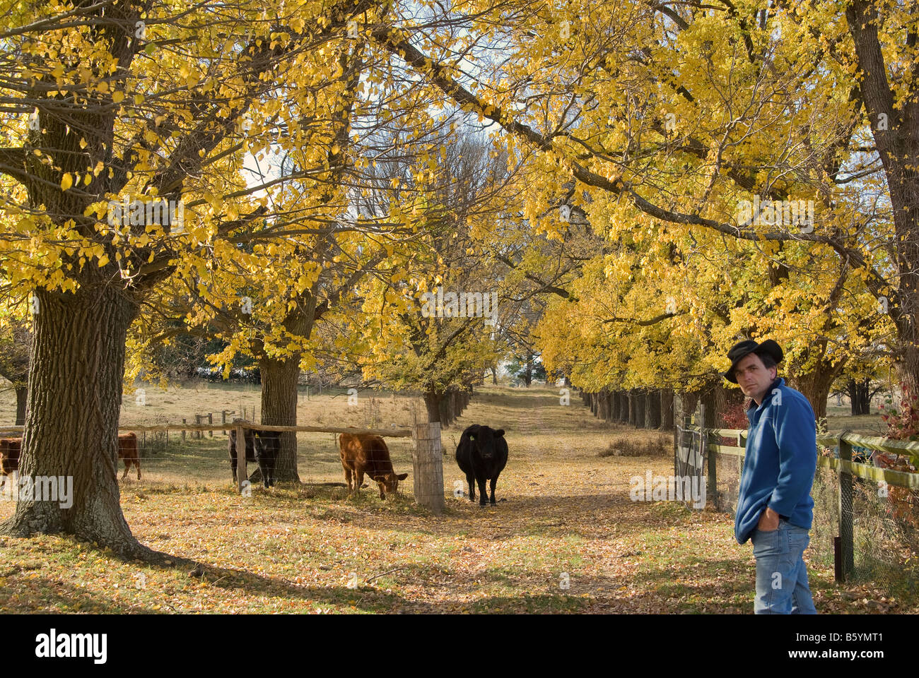 farmer checks the cows on the farm in autumn Stock Photo - Alamy