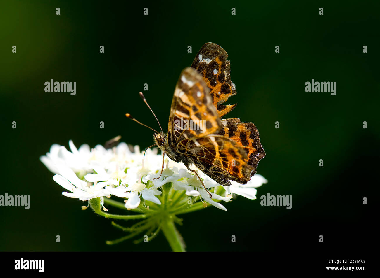 Small map hi-res stock photography and images - Alamy