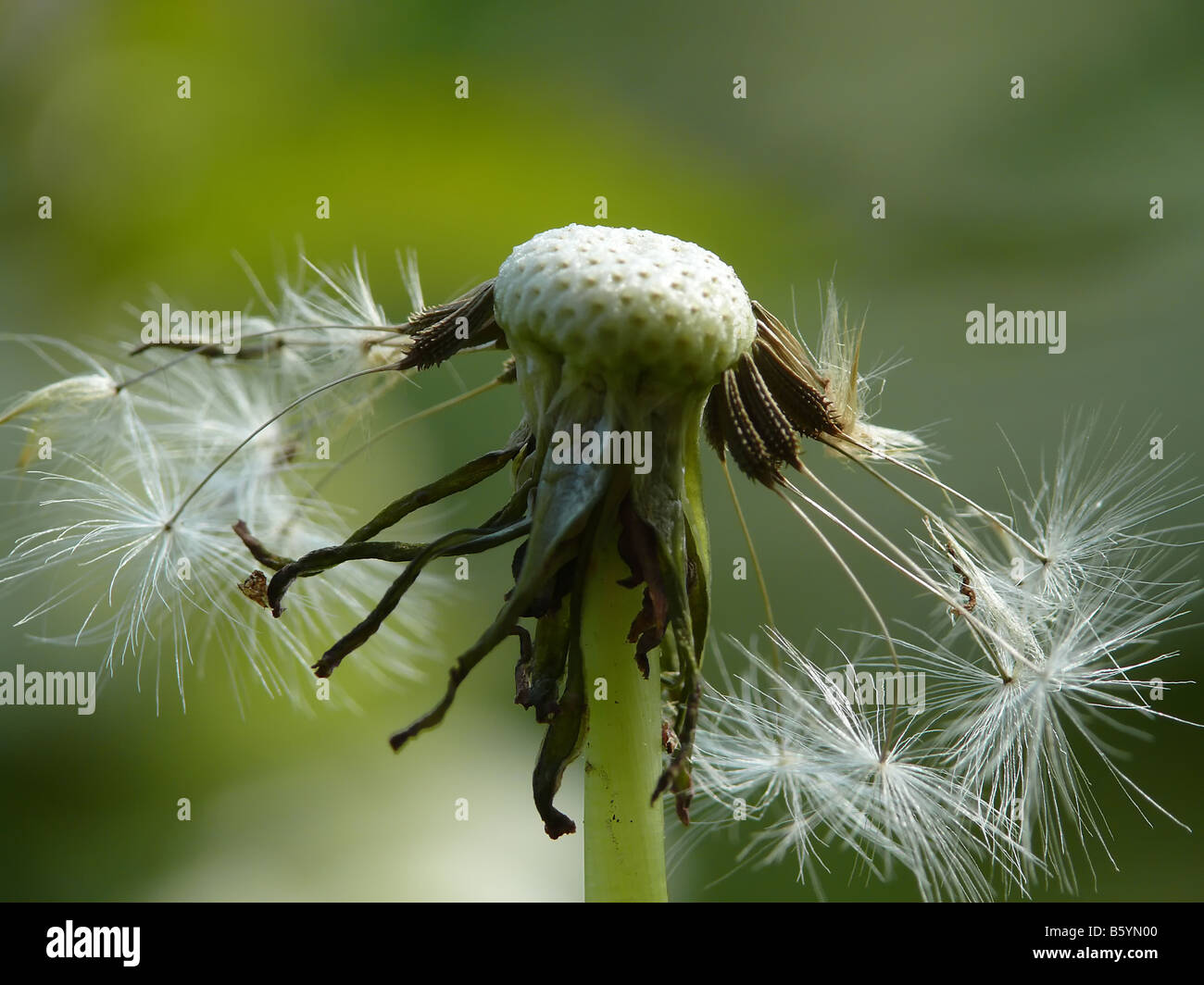 Dandelion seed pods hi-res stock photography and images - Alamy