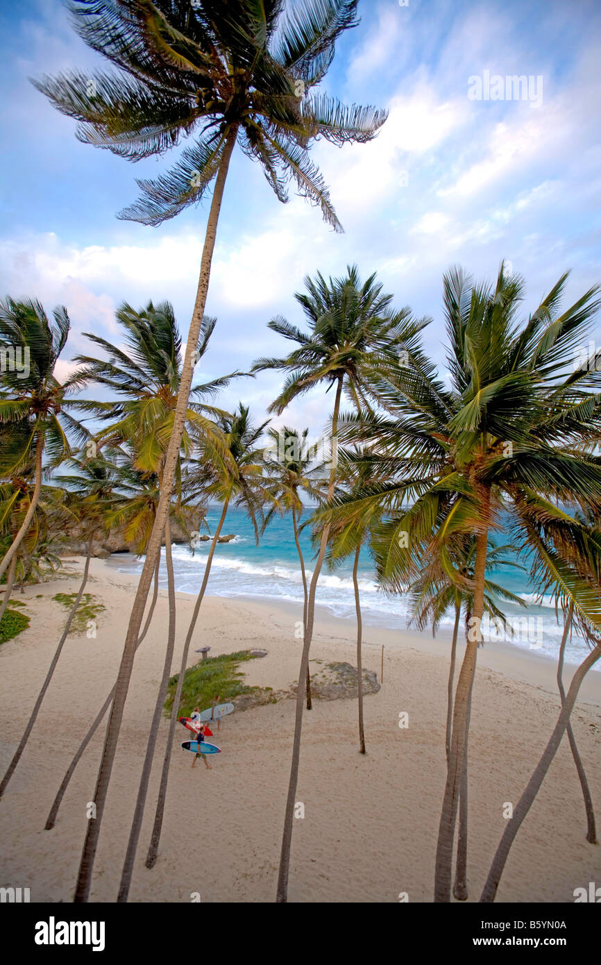 Barbados, Coconut Palms, Surfers Stock Photo - Alamy
