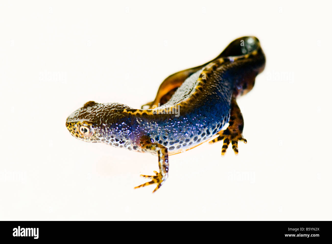 The newt Cut Out Stock Images & Pictures - Alamy