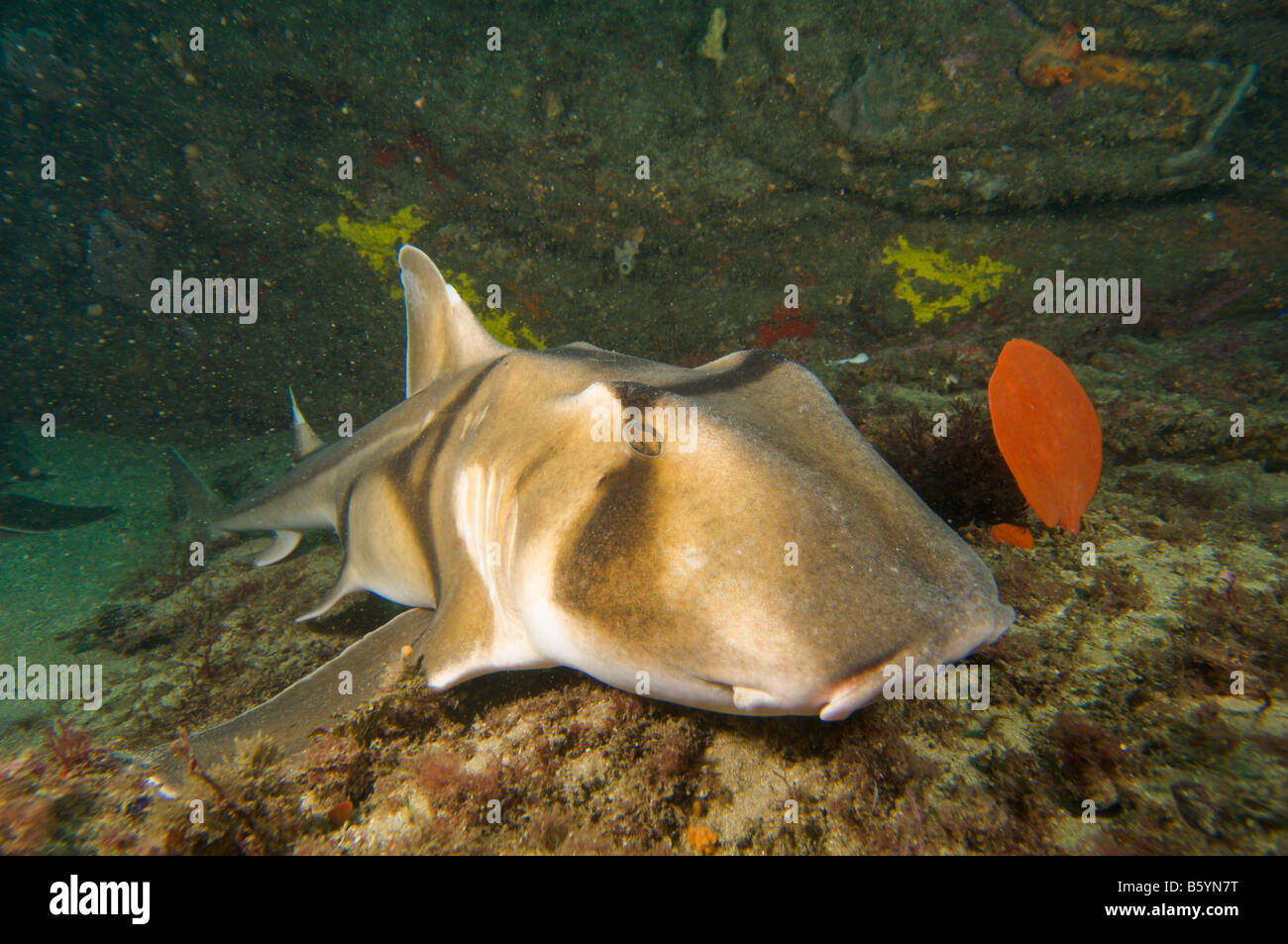 Port Jackson shark, Heterodontus portusjacksoni, in Sydney Harbour ...