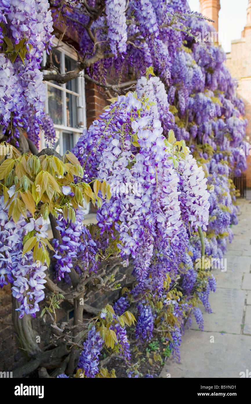 Window surrounded by purple flowers Stock Photo - Alamy