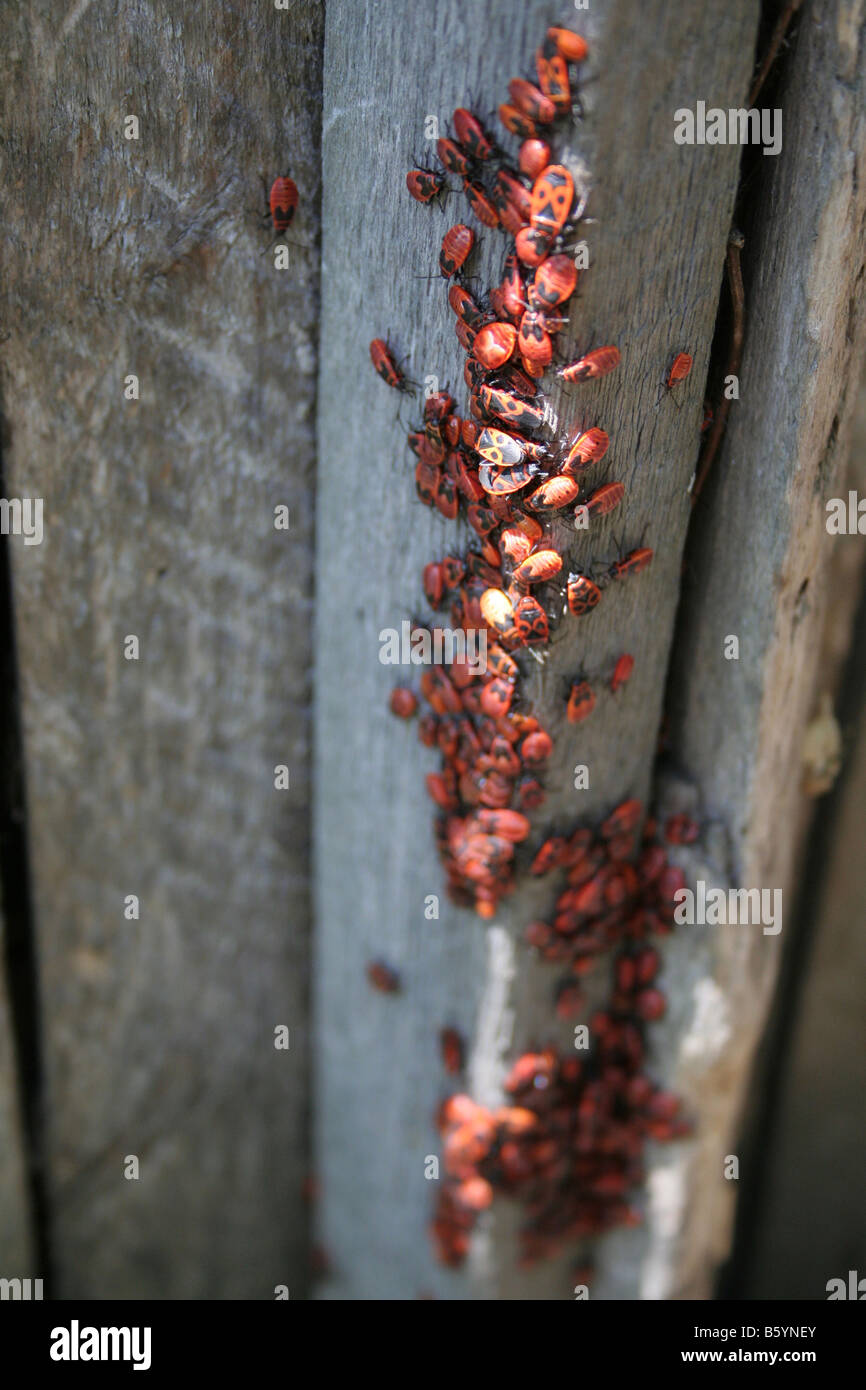 Red bugs on a wooden fence Stock Photo - Alamy