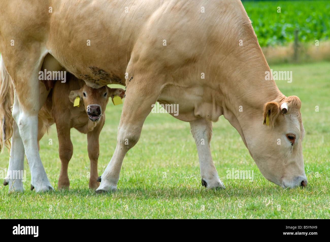 Scared cow hi-res stock photography and images - Alamy