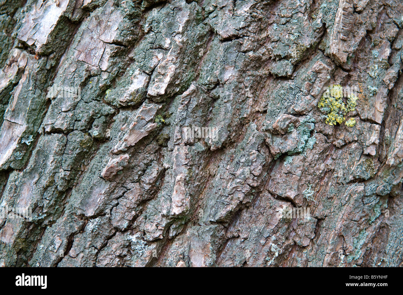 Texture of a part of a tree branch Stock Photo - Alamy