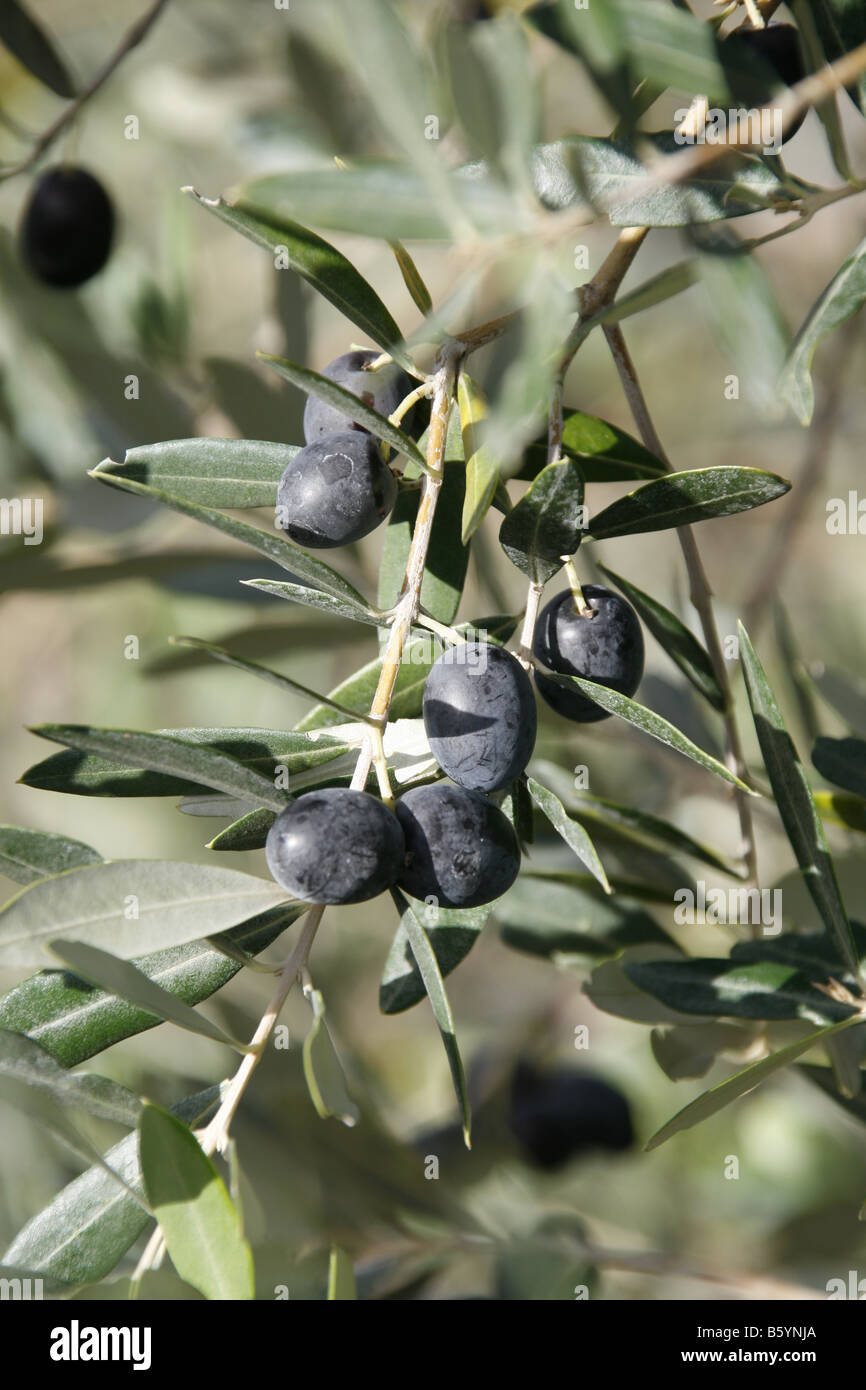 Olive tree branch lots hi-res stock photography and images - Alamy