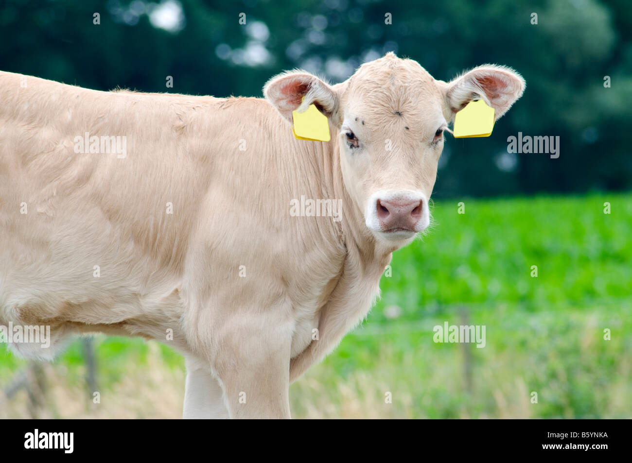 Baby cow looking at you Stock Photo - Alamy