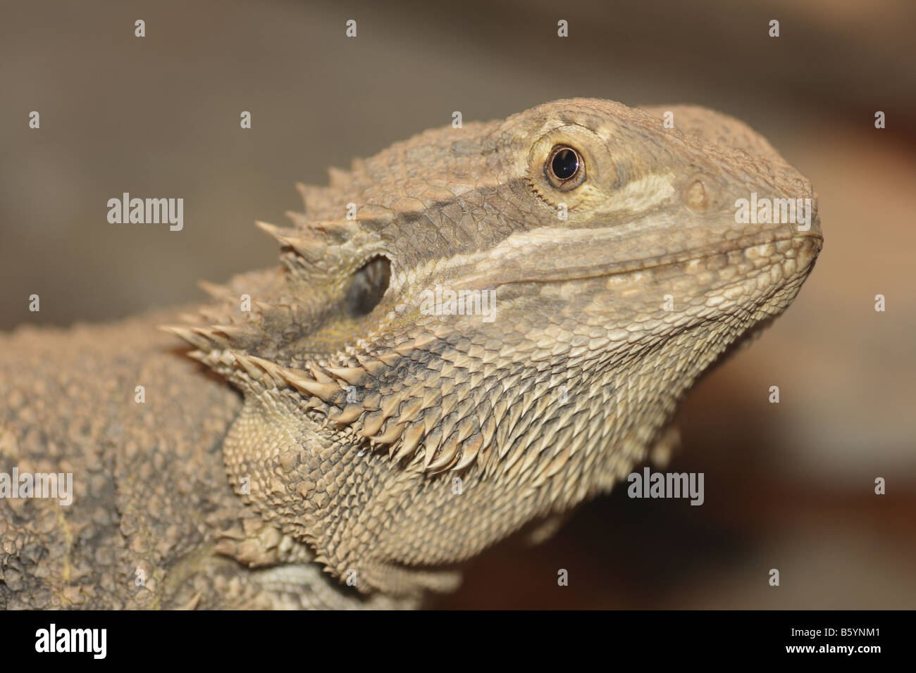 a bearded dragon lizard - Pogona vitticeps Stock Photo - Alamy