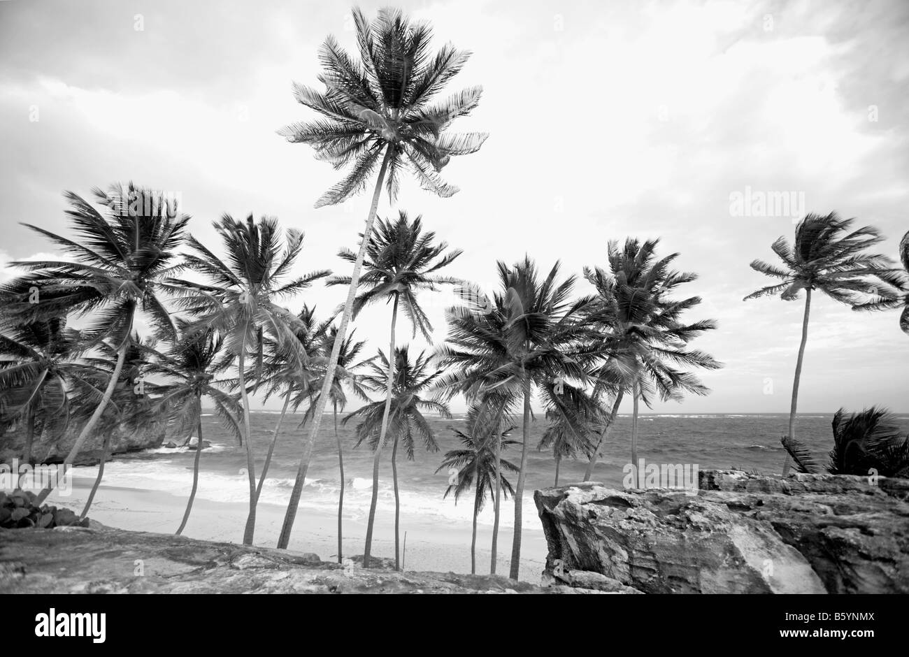 Barbados, Coconut Palms, Wind Stock Photo - Alamy