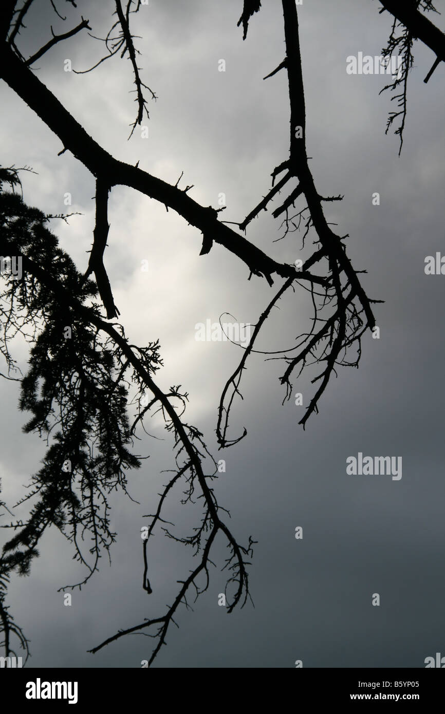 old ragged bare tree branches in countryside at night Stock Photo - Alamy