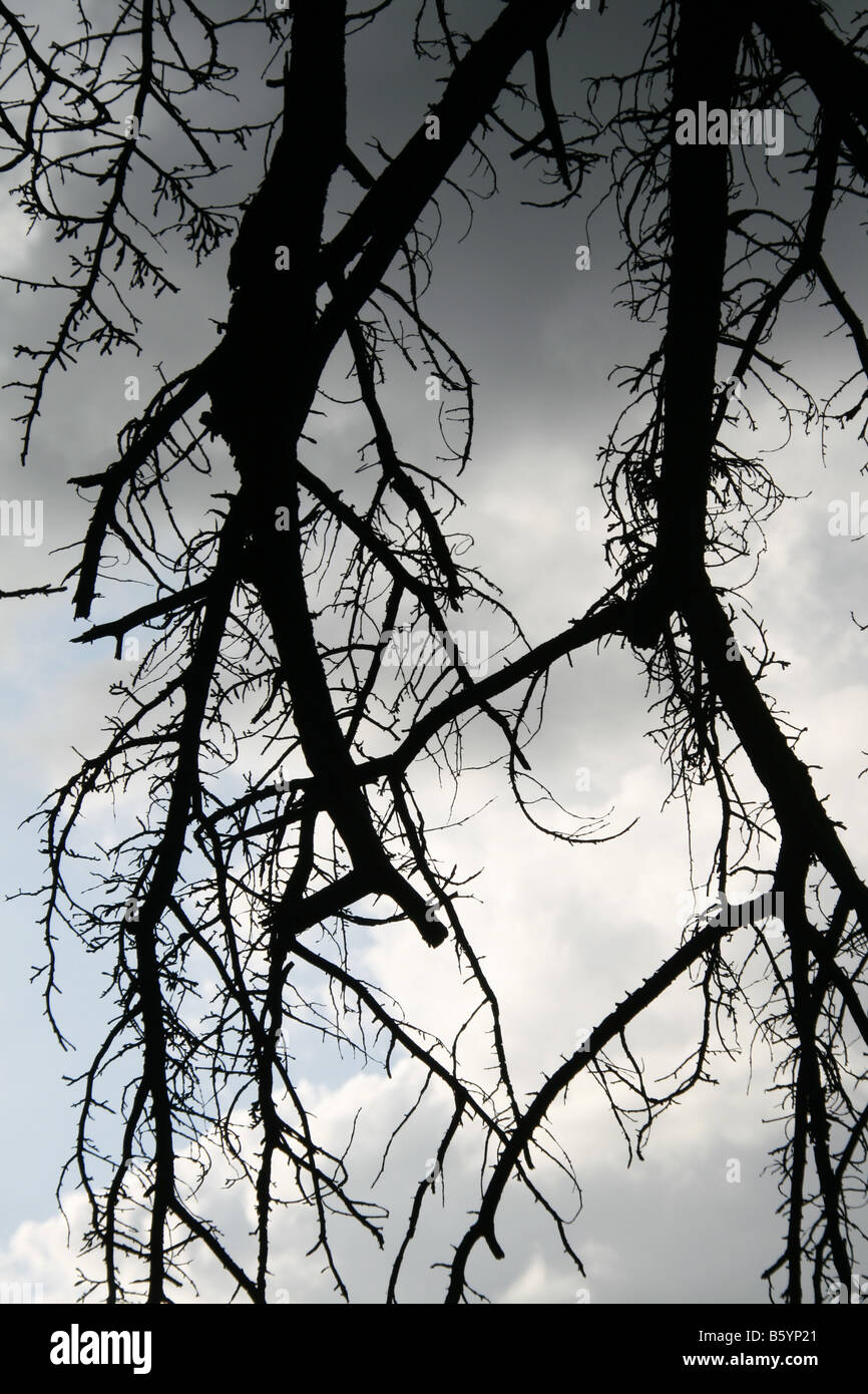old ragged bare tree branches in countryside at night Stock Photo - Alamy
