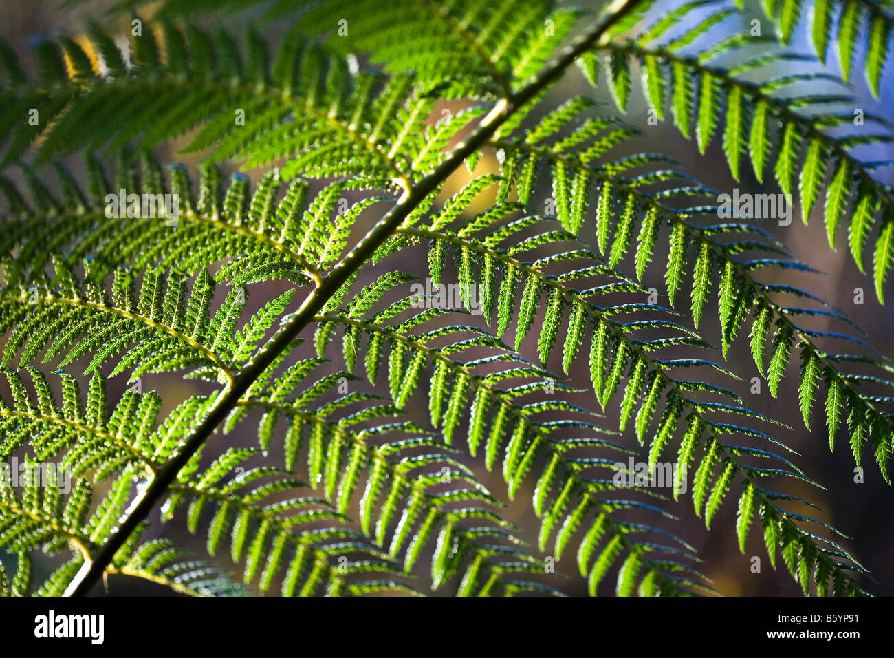 Fronds of a Tree Fern - Dicksonia antarctica Stock Photo - Alamy