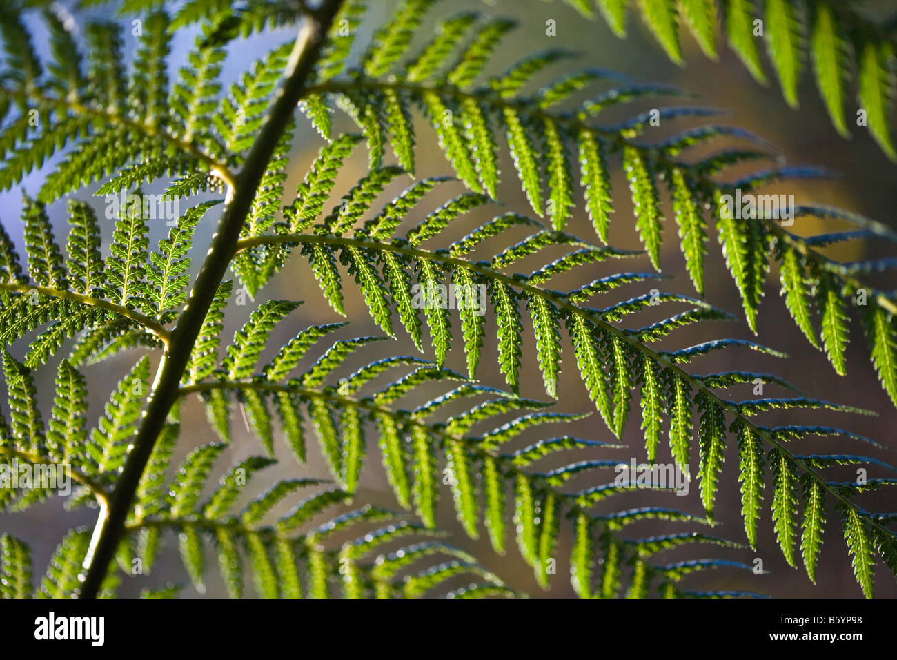 Fronds of a Tree Fern - Dicksonia antarctica Stock Photo - Alamy