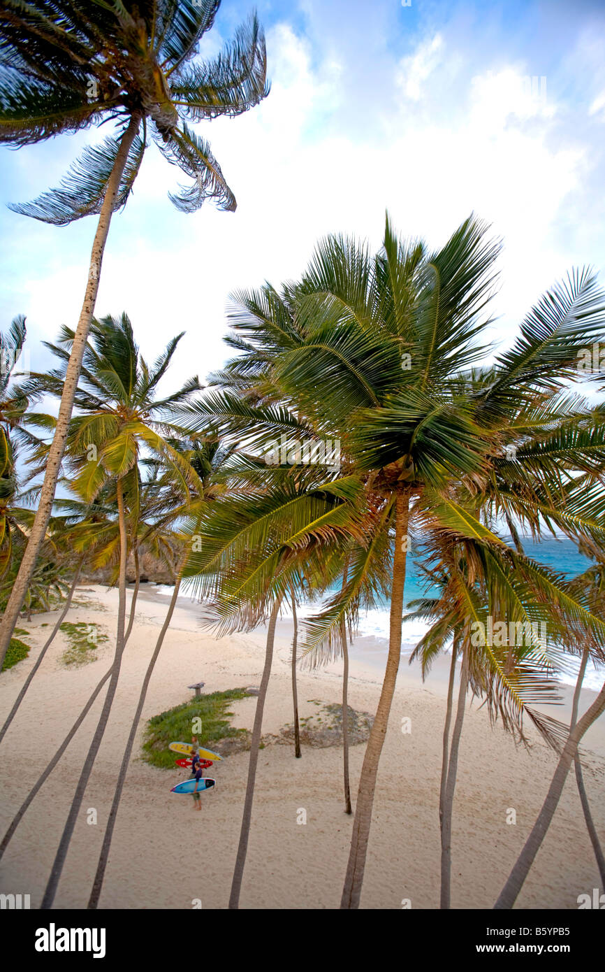 Barbados, Coconut Palms, Surfers Stock Photo - Alamy