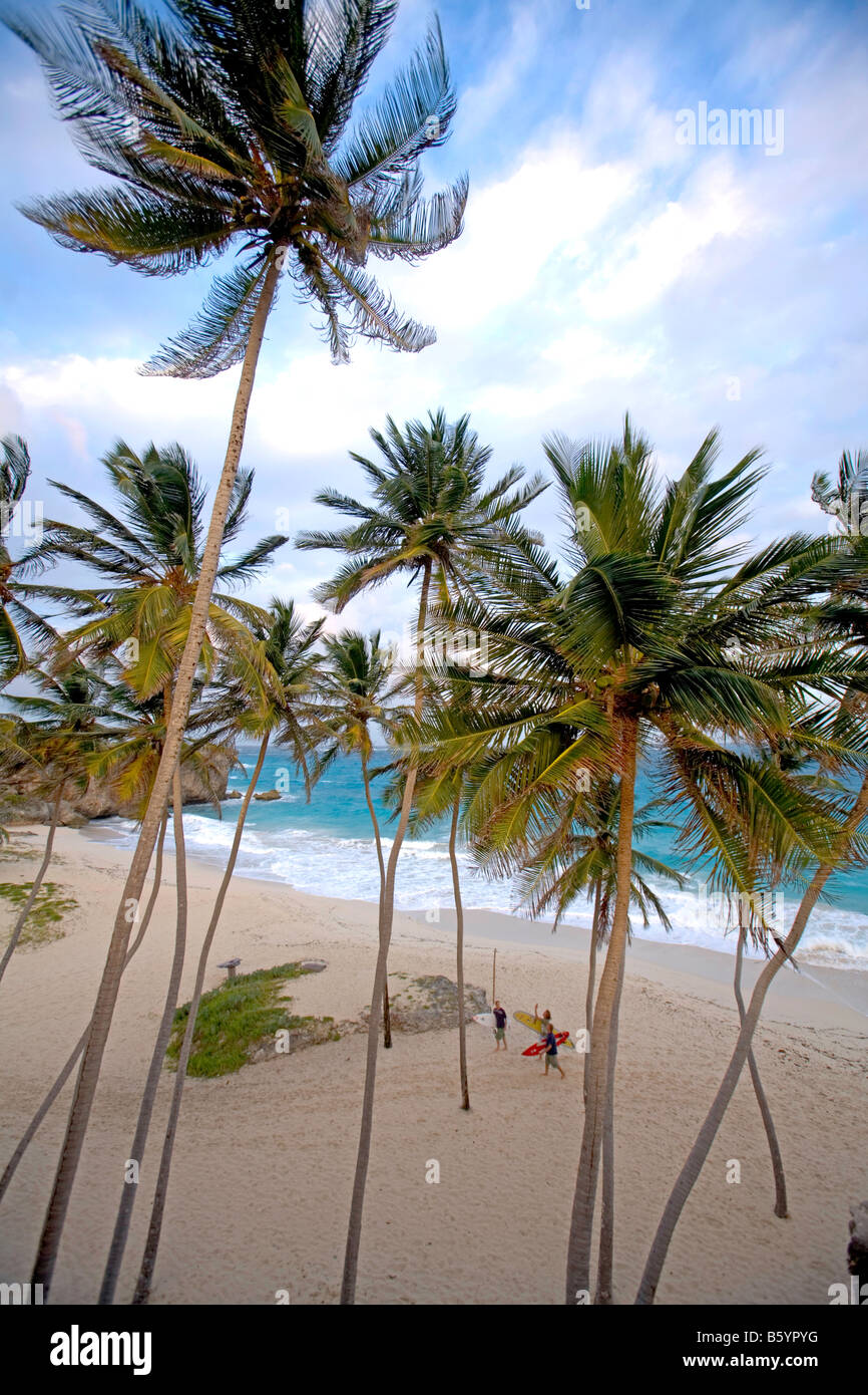 Barbados coconut palms wind hi-res stock photography and images - Alamy