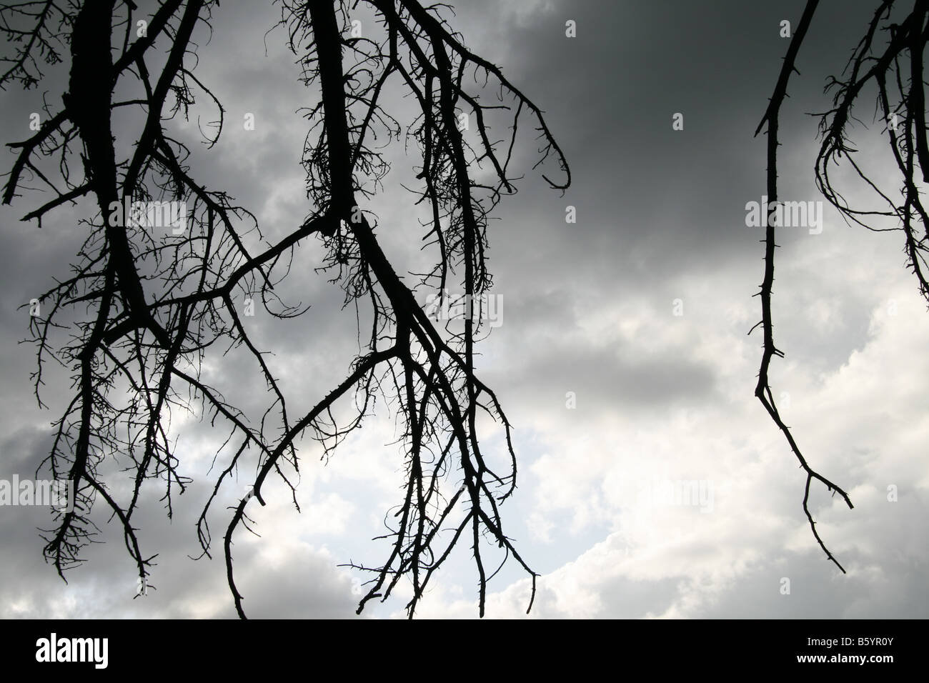 old ragged bare tree branches in countryside at night Stock Photo - Alamy