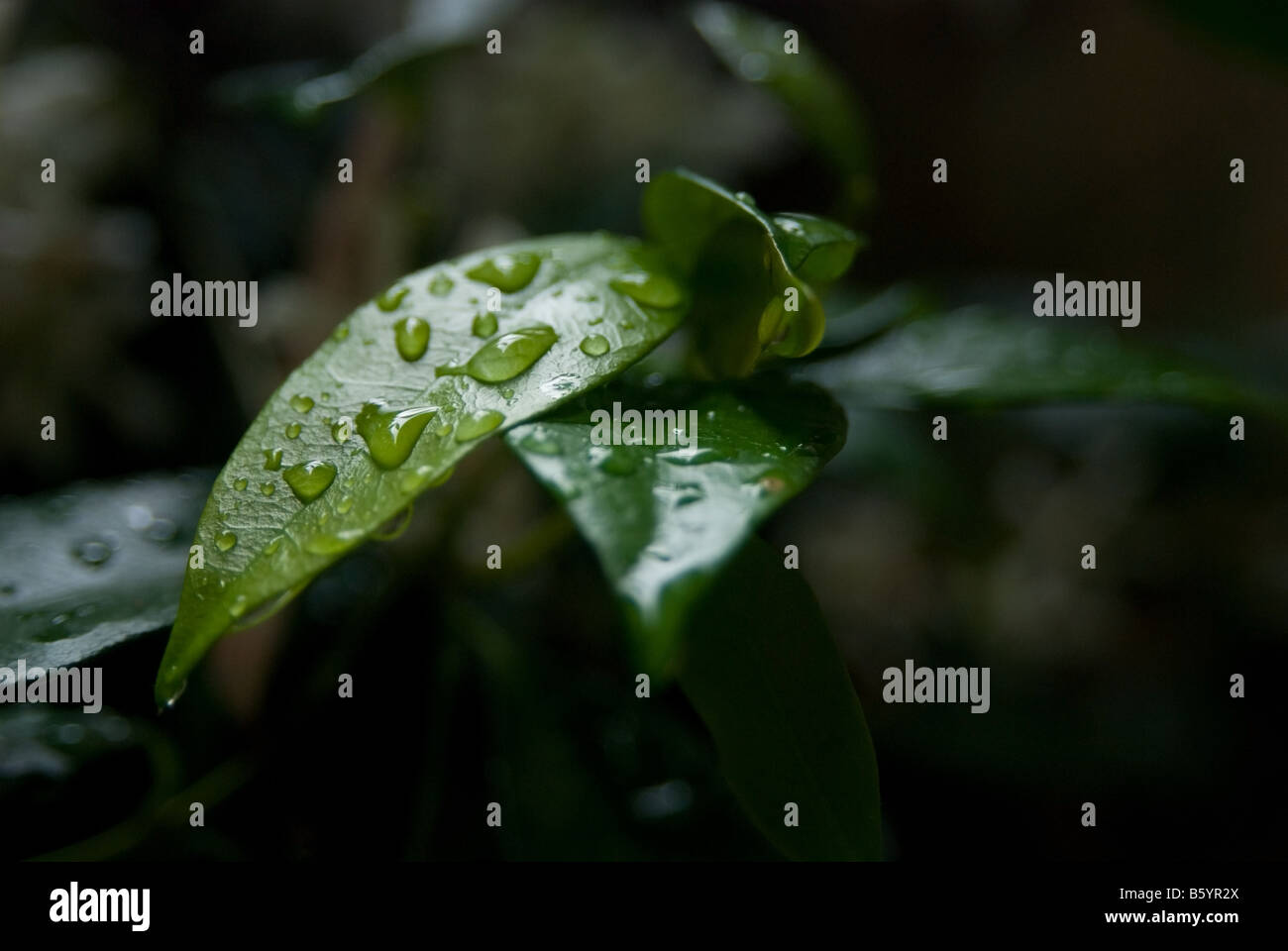 Rain drops on green rainforest plant leaves Stock Photo - Alamy