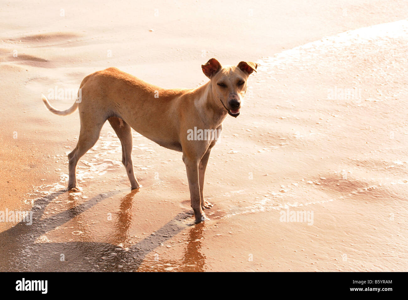 Dog mange hi-res stock photography and images - Alamy