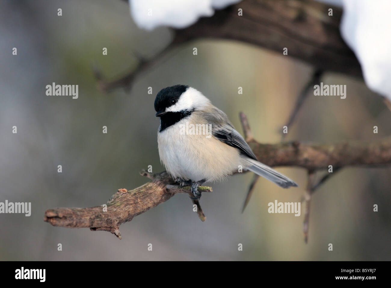 Black Capped Chickadee on branch Stock Photo - Alamy