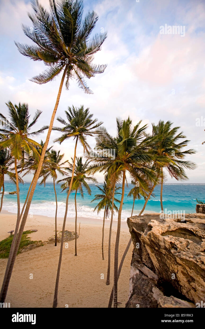 Barbados, Coconut Palms, Wind Stock Photo - Alamy