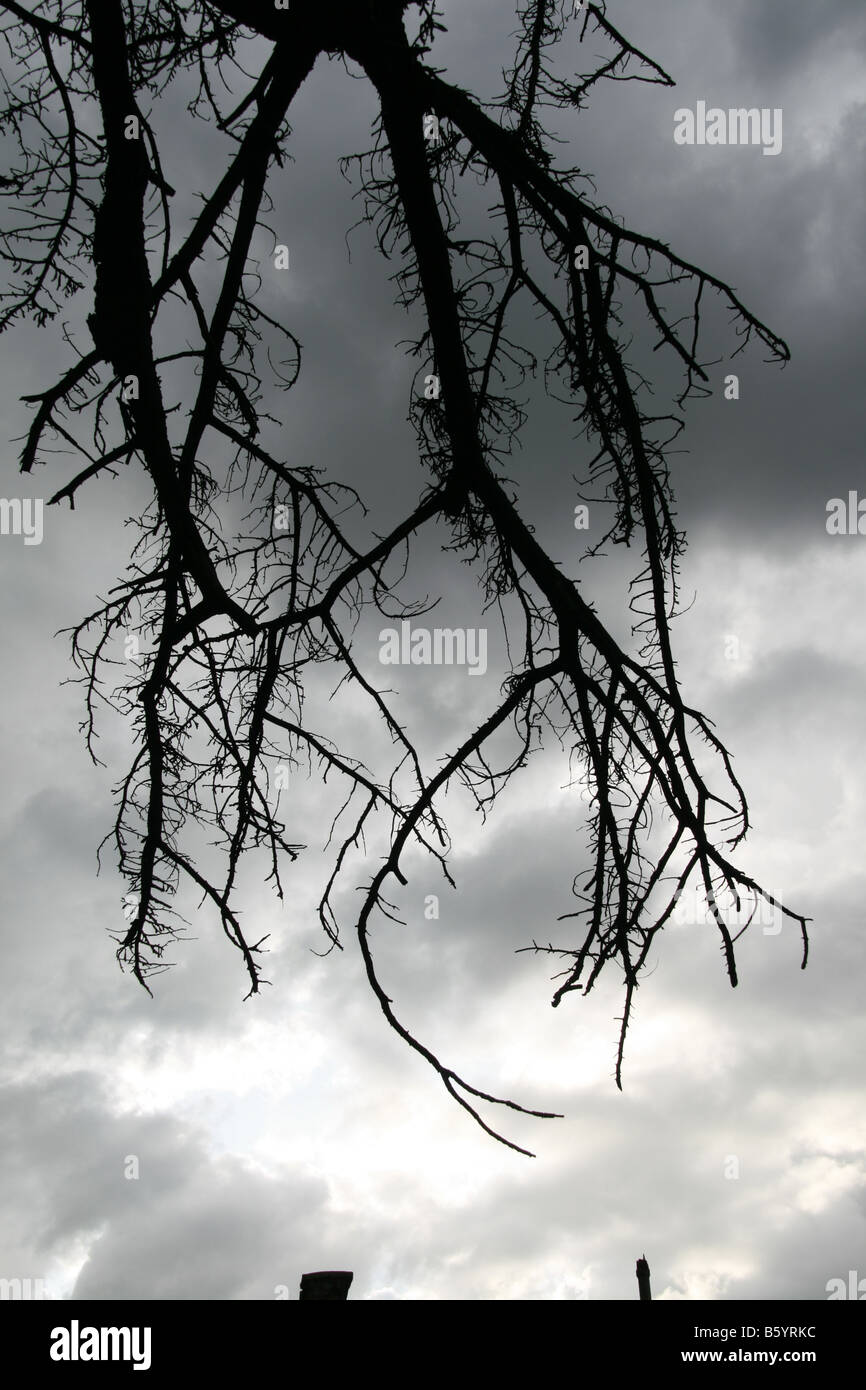 old ragged bare tree branches in countryside at night Stock Photo - Alamy