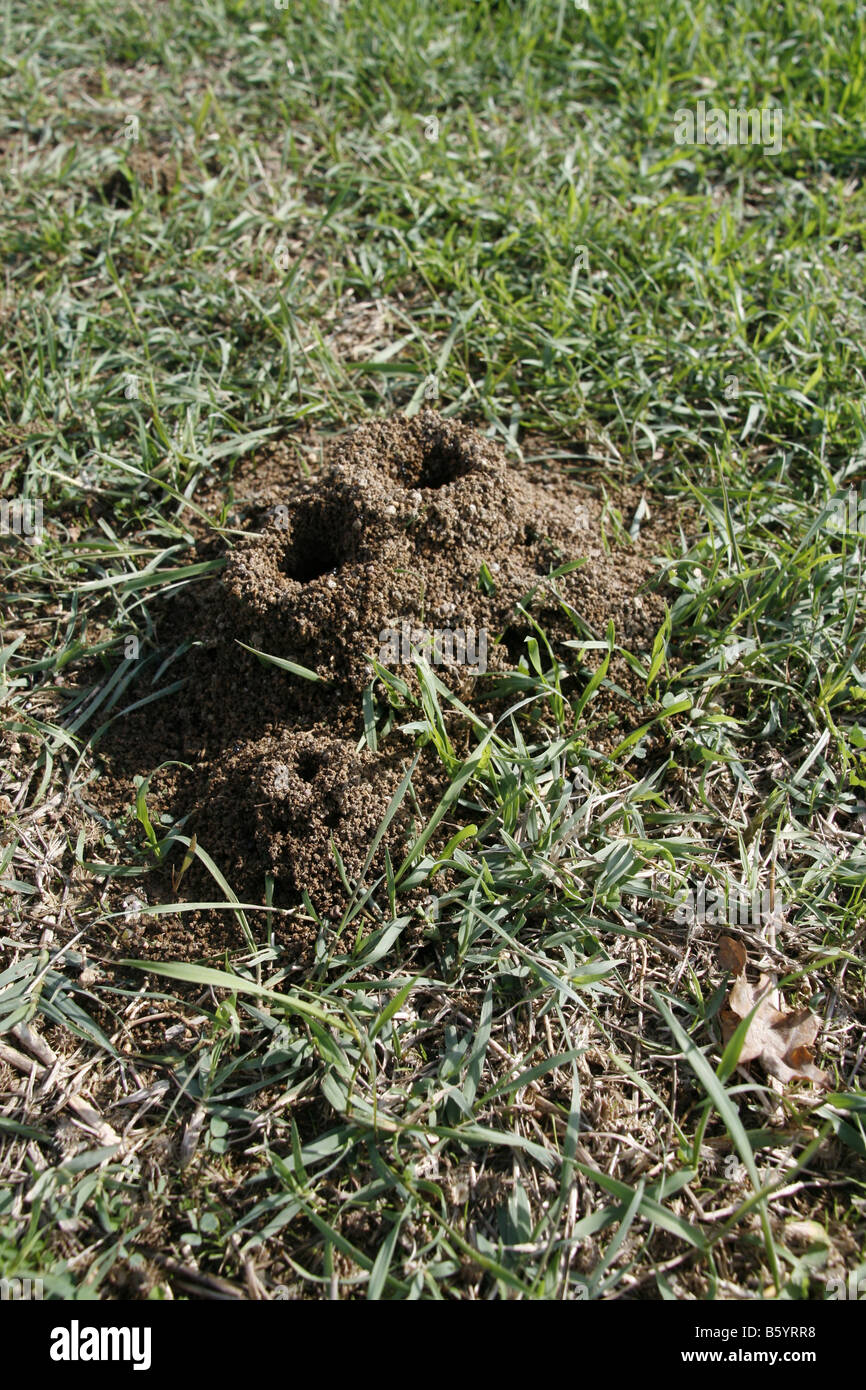 Ant holes hi-res stock photography and images - Alamy