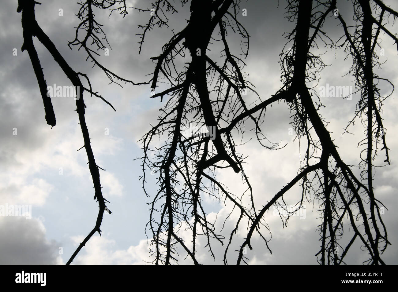 old ragged bare tree branches in countryside at night Stock Photo - Alamy