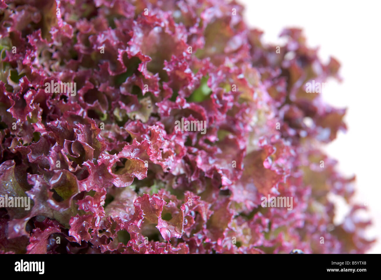 L'osso hi-res stock photography and images - Alamy