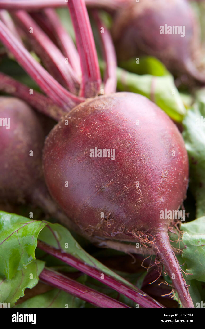 Beetroot superfood hi-res stock photography and images - Alamy