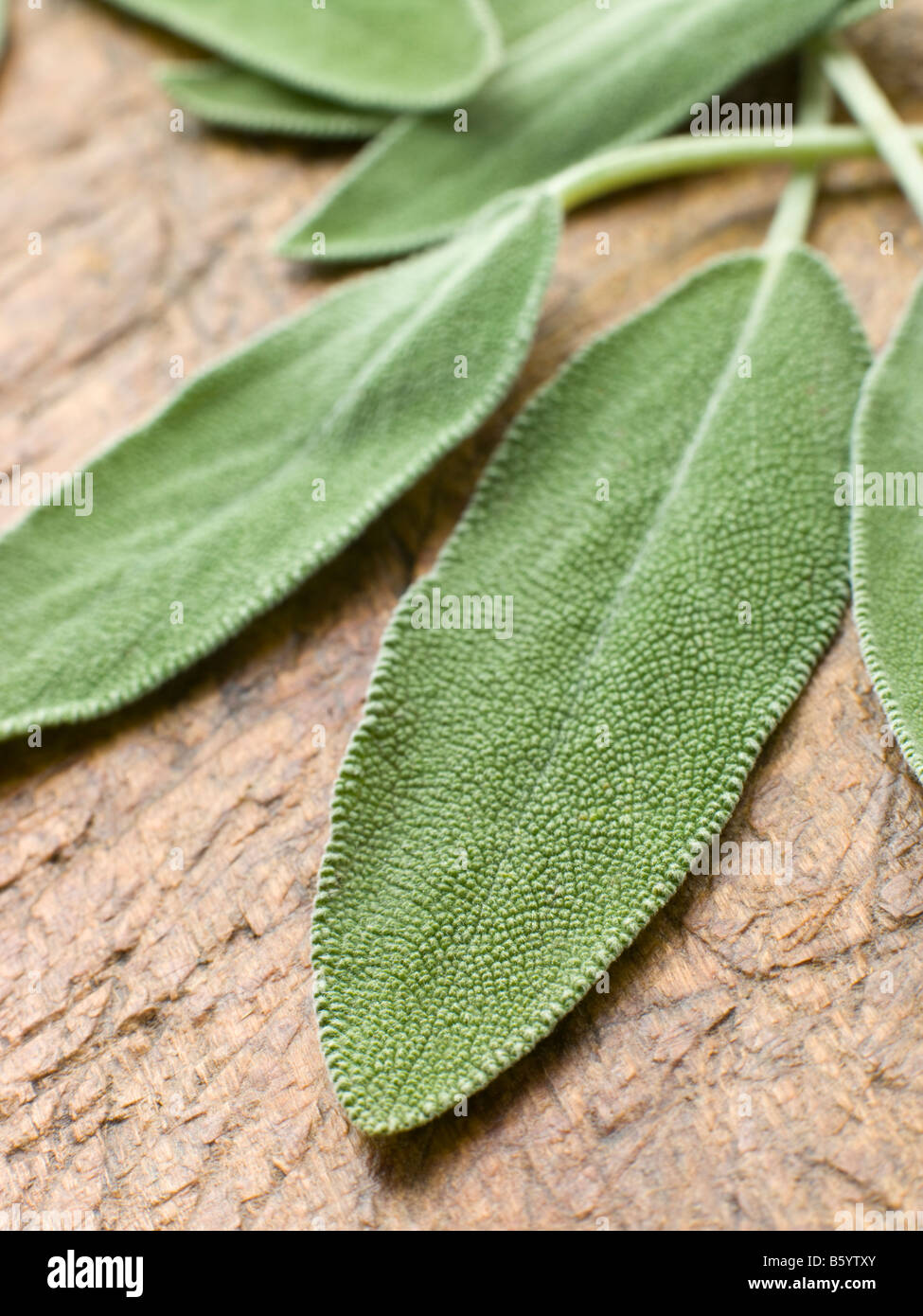 Sage green color hi-res stock photography and images - Alamy