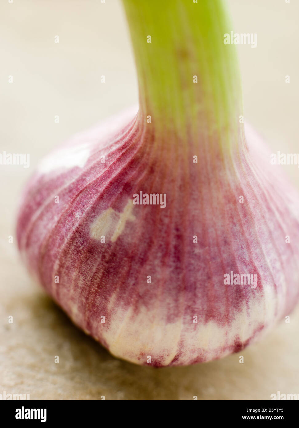Bulb Of Fresh Garlic Stock Photo - Alamy