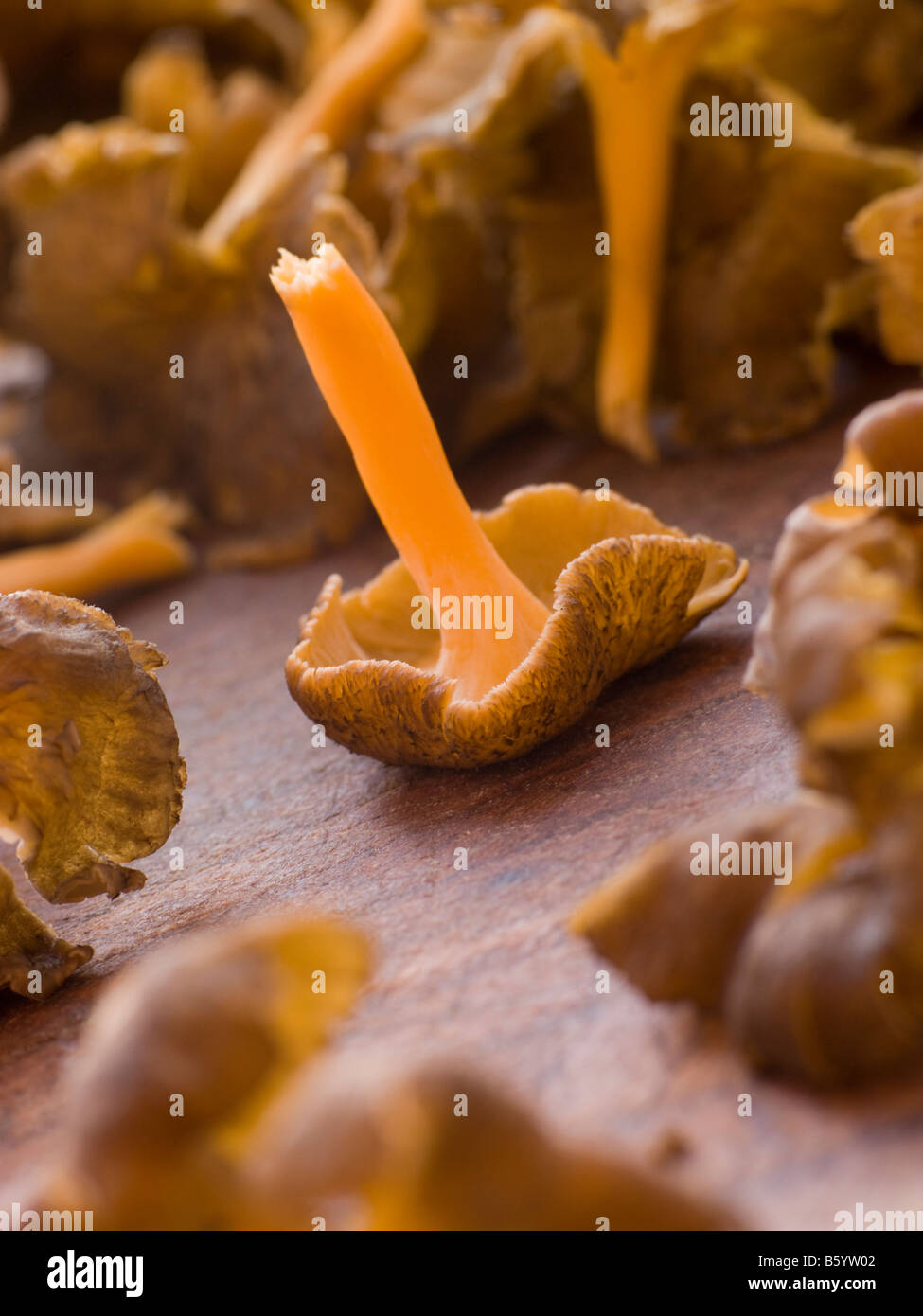 Raw girolle hi-res stock photography and images - Alamy