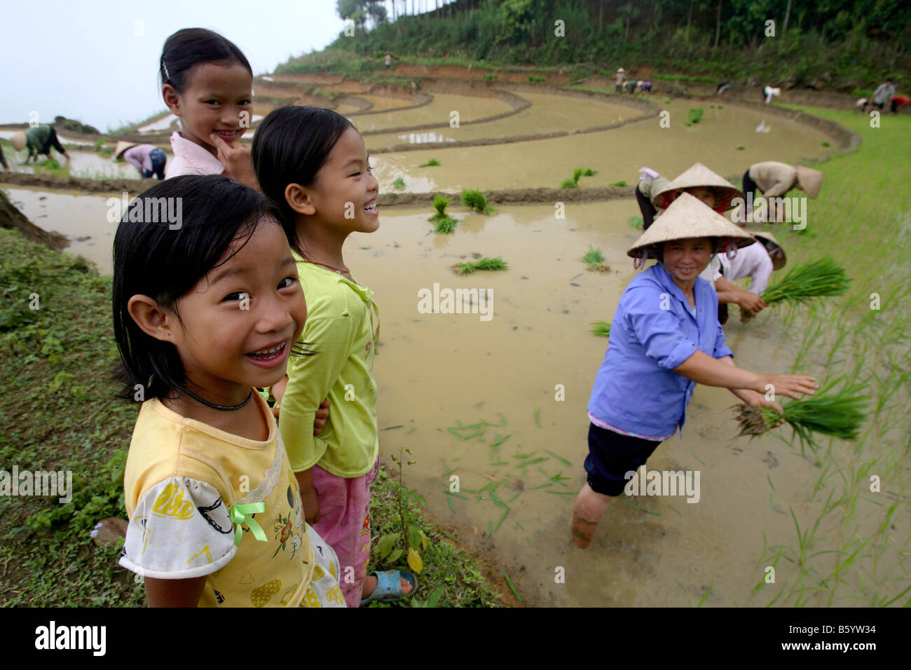 Children laughing mothers rice planting Bac Ha area North Vietnam Asia ...