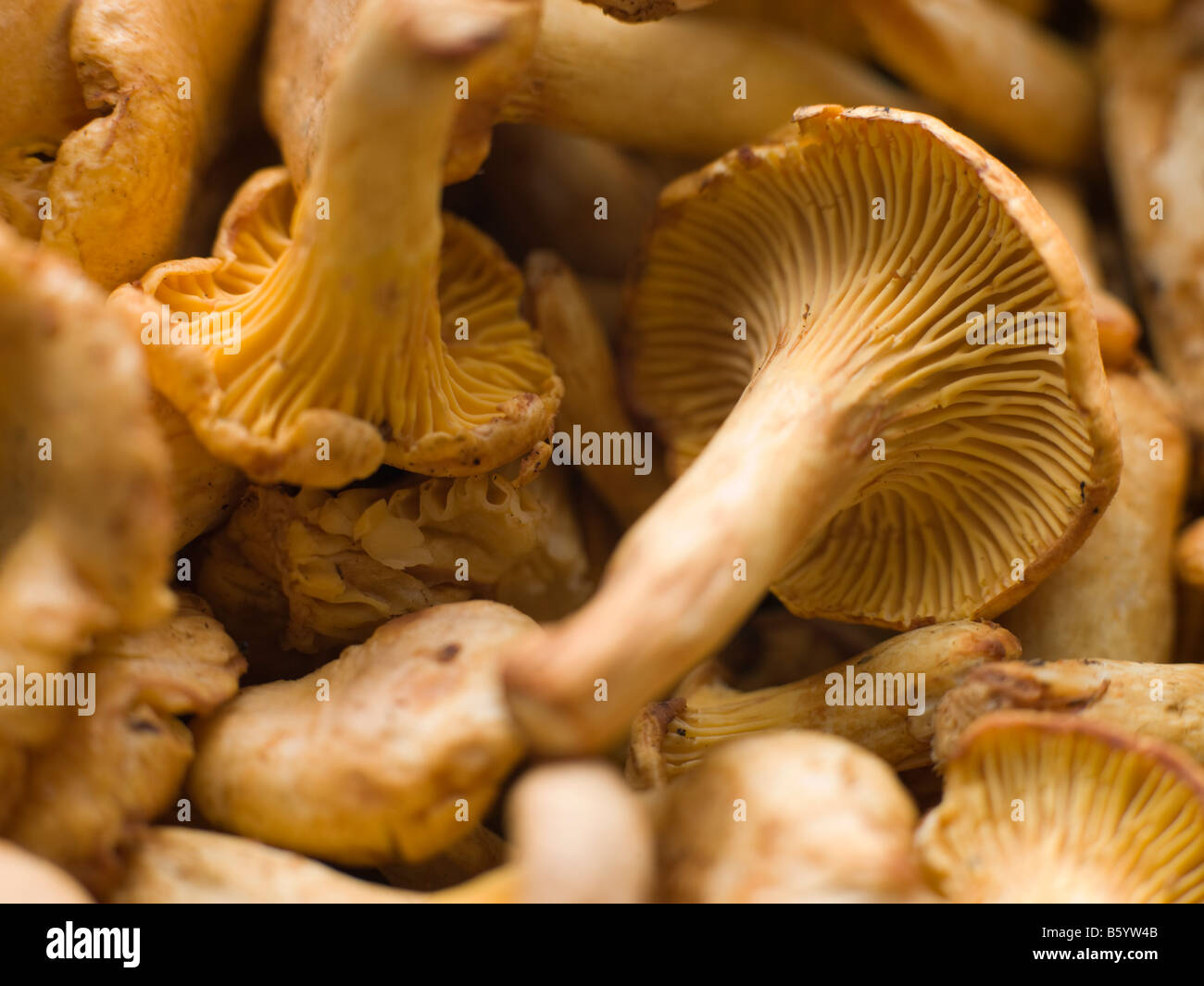 Raw girolle hi-res stock photography and images - Alamy
