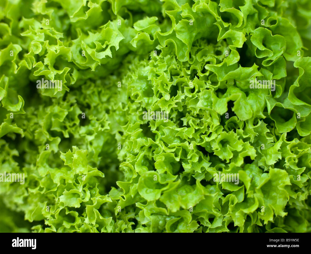 Horizontal lettuce hi-res stock photography and images - Alamy