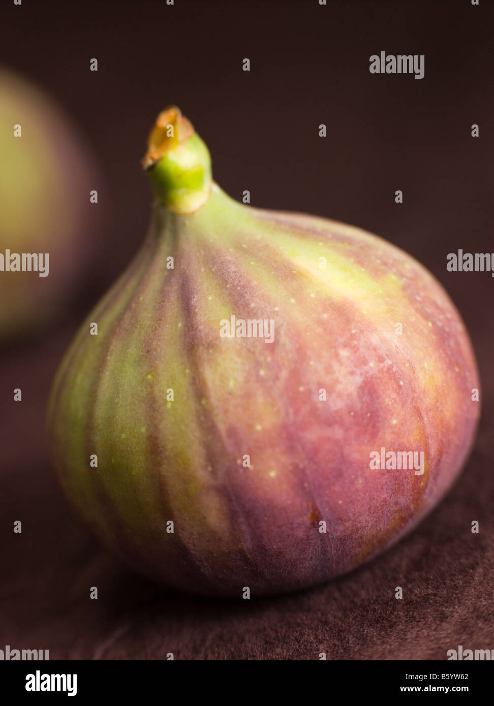 Fig studio hi-res stock photography and images - Alamy