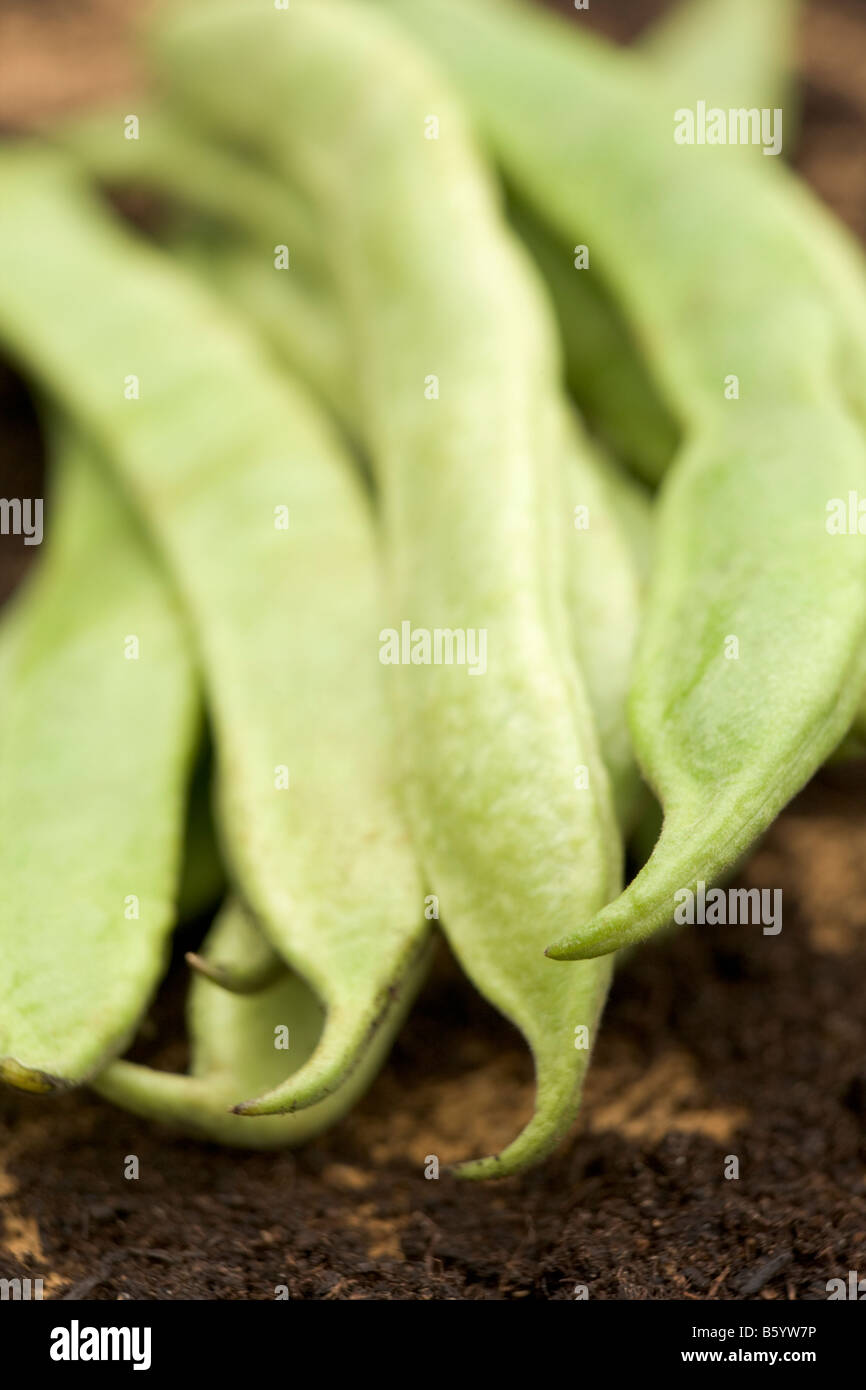 Vertical beans hi-res stock photography and images - Alamy