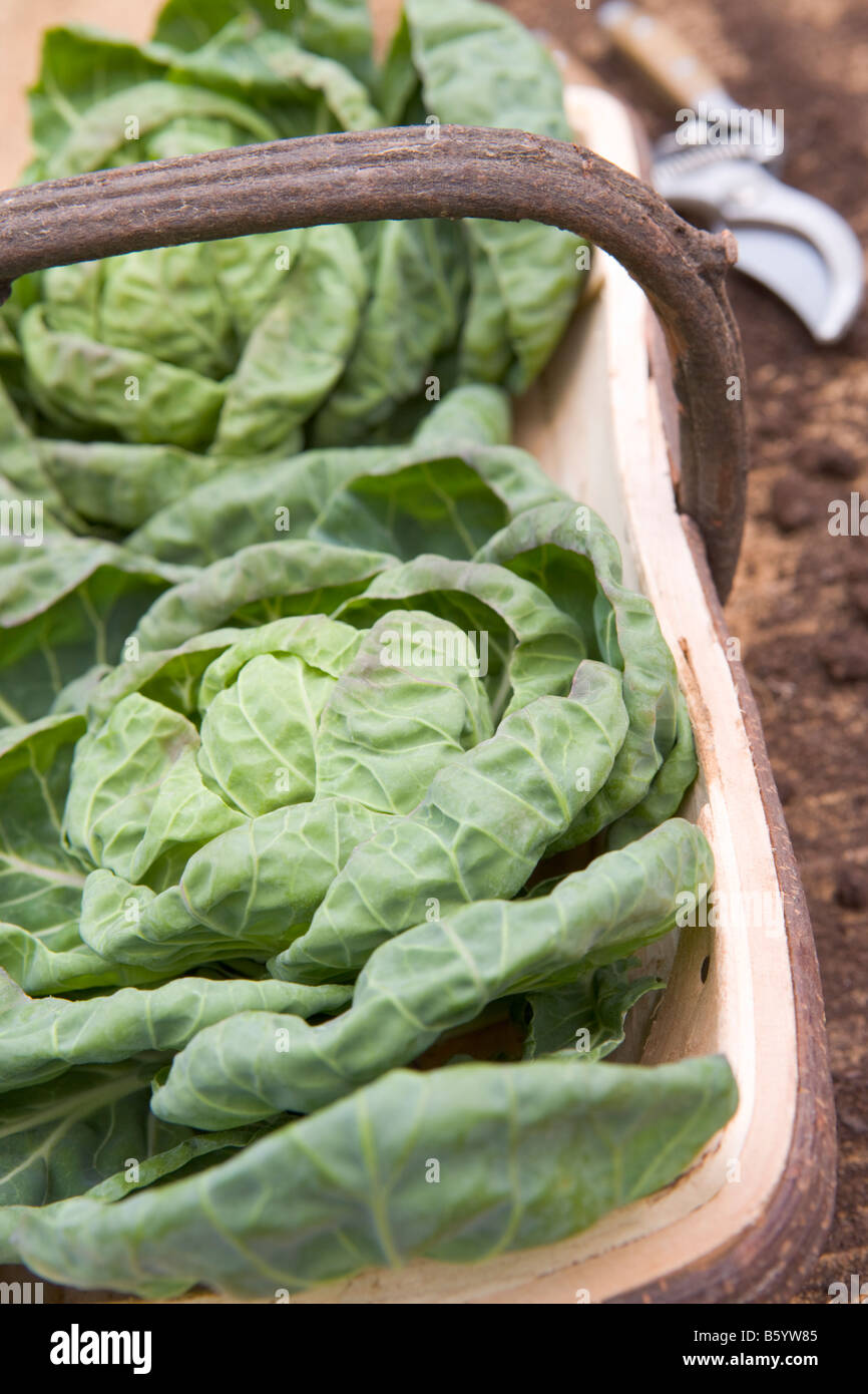Vegetables and fruit trug hi-res stock photography and images - Alamy